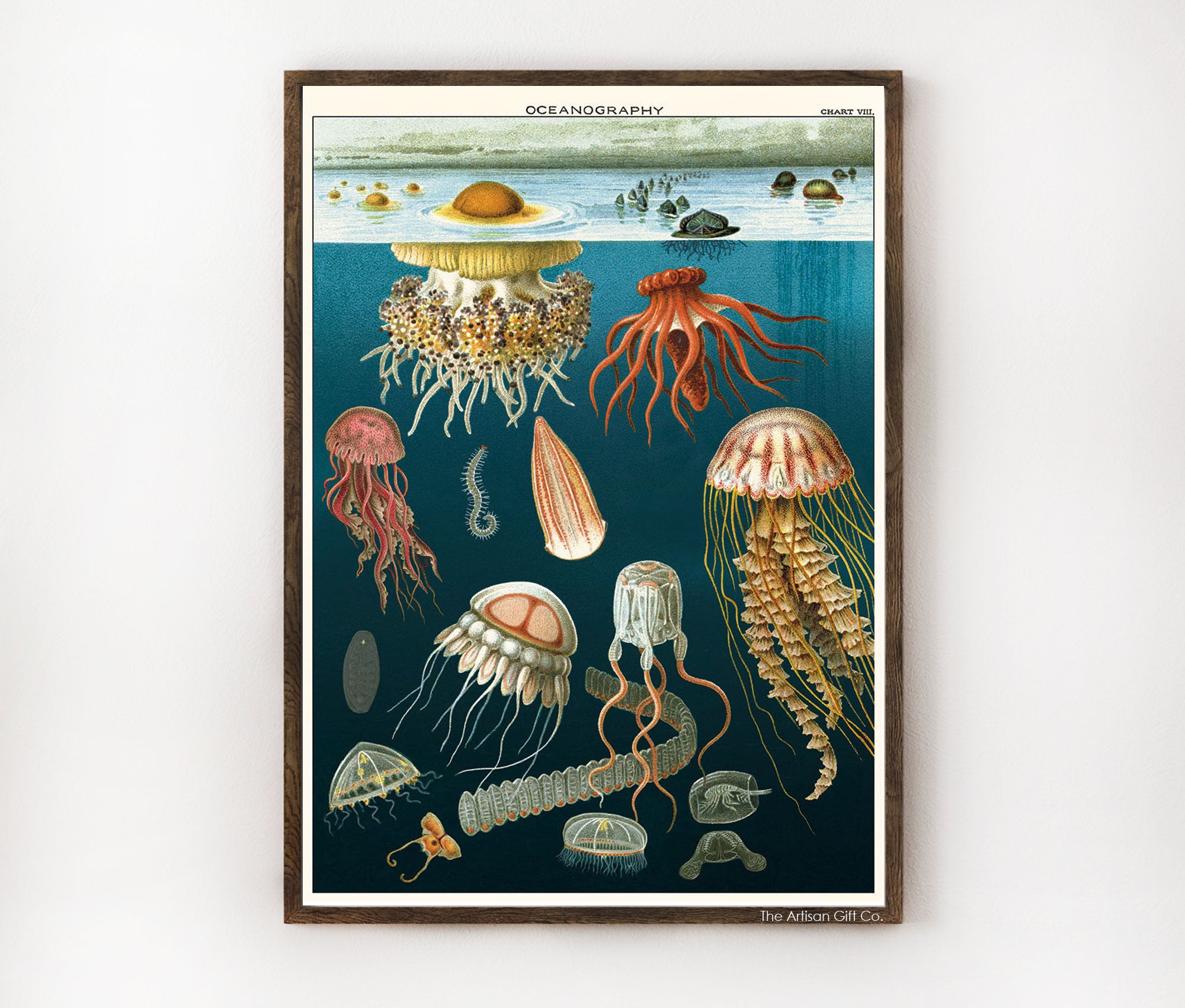Cavallini & Co. Poster - Oceanography Jellyfish Vintage Wall Print ...
