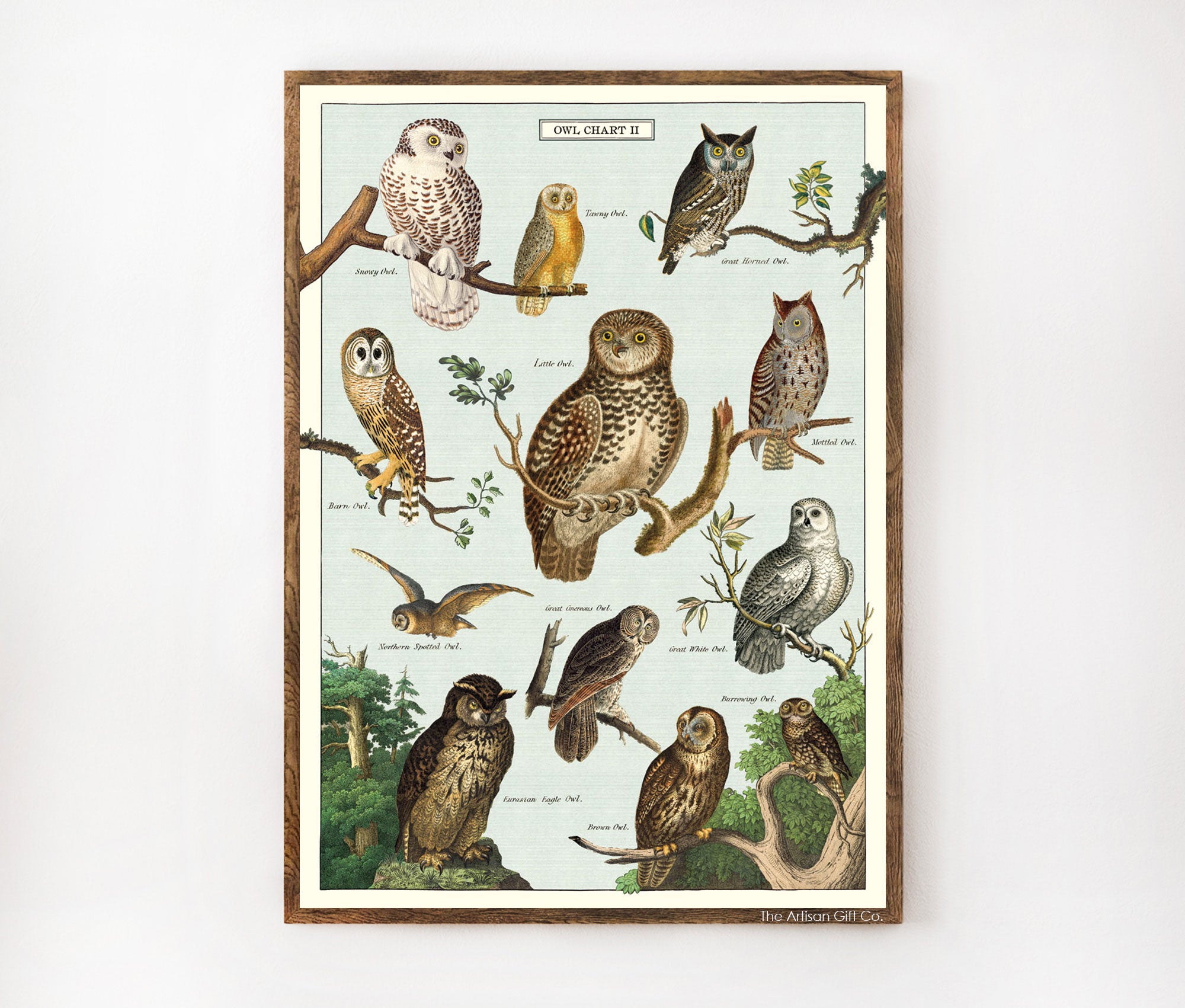 Cavallini & Co. Poster - Owl Chart II Vintage Wall Print – The Artisan ...
